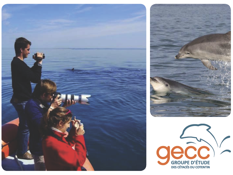 Groupe d’étude des cétacés du Cotentin · GECC – iosphera